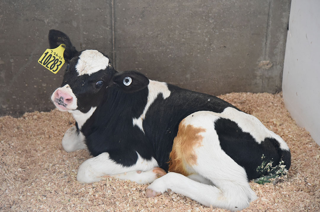Calf Management Improved with Technology - VAS