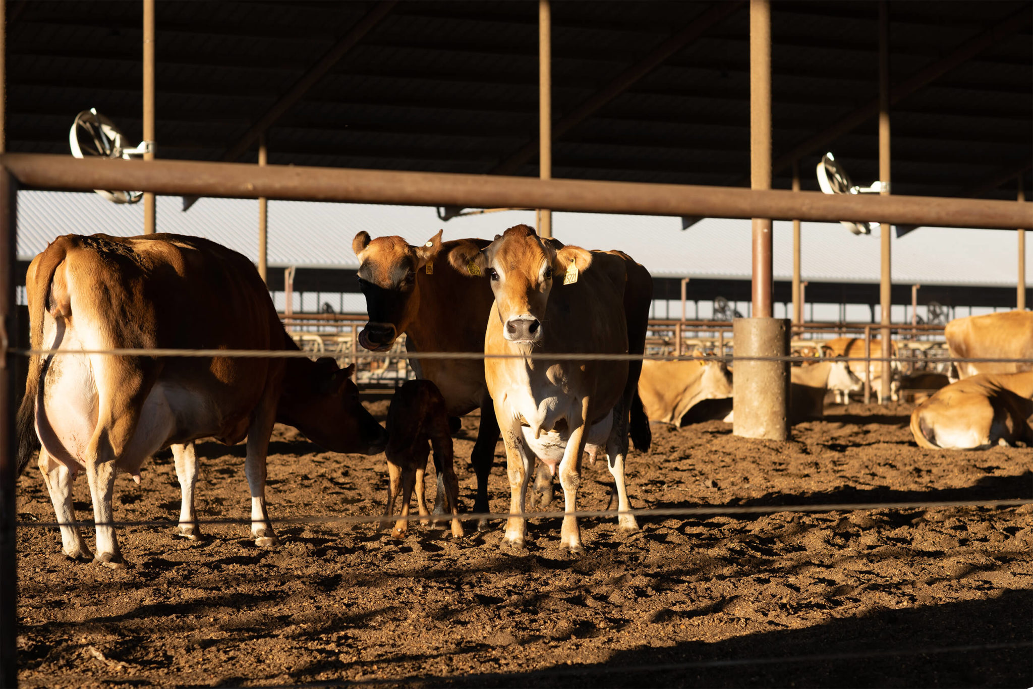 Making smarter transition cow decisions with DairyComp - VAS