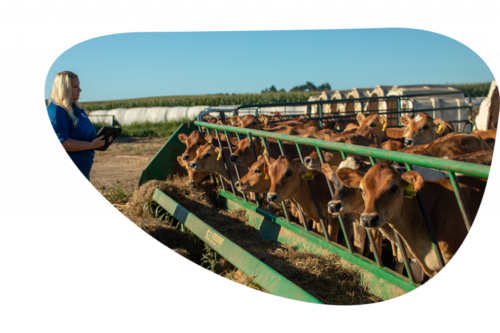 Calf Management Improved with Technology - VAS