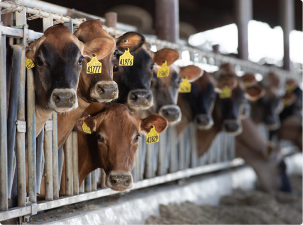 Exploring fertility and body condition scores with DairyComp - VAS