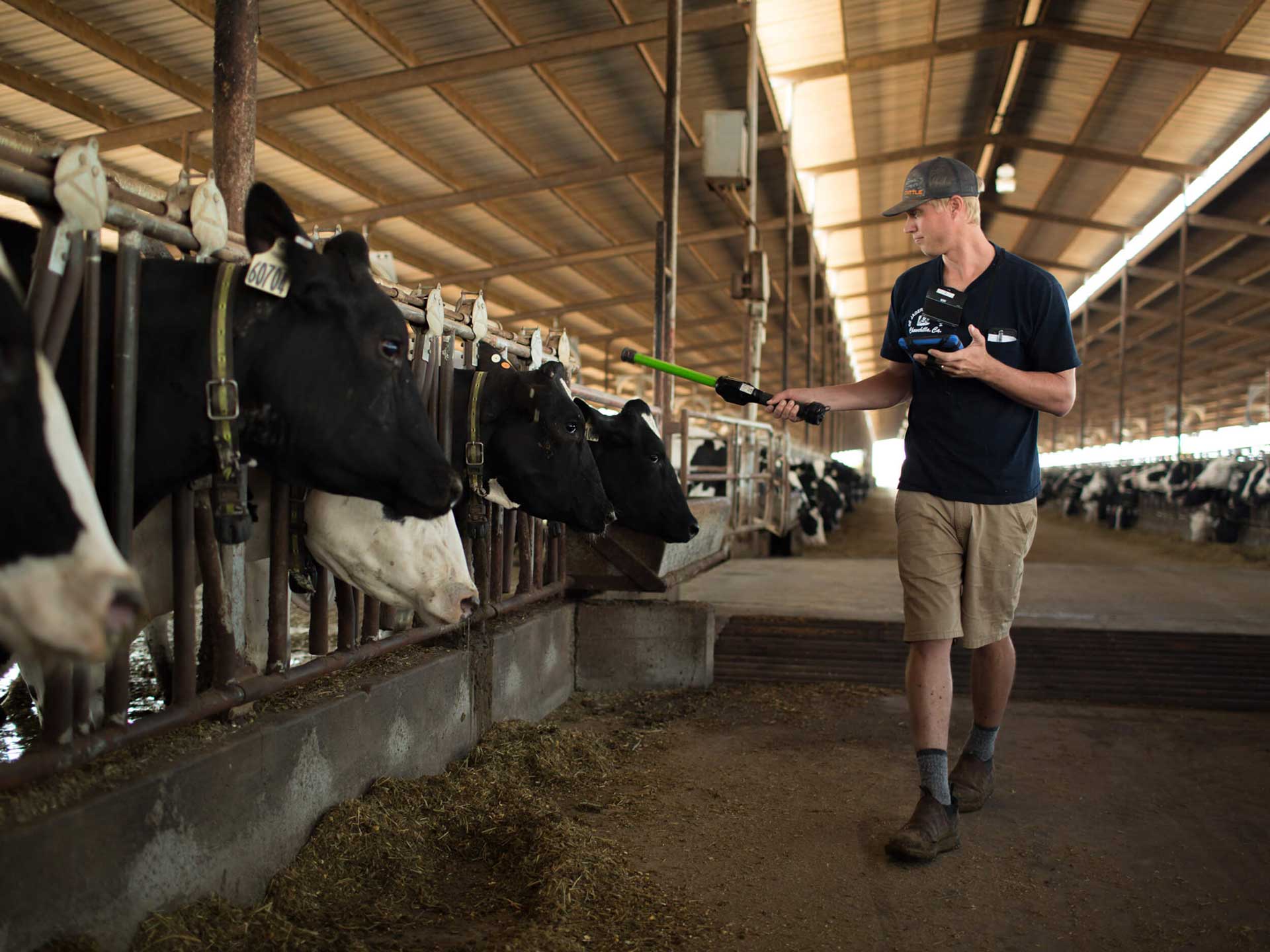 DairyComp | Herd management with unlimited possibilities - VAS