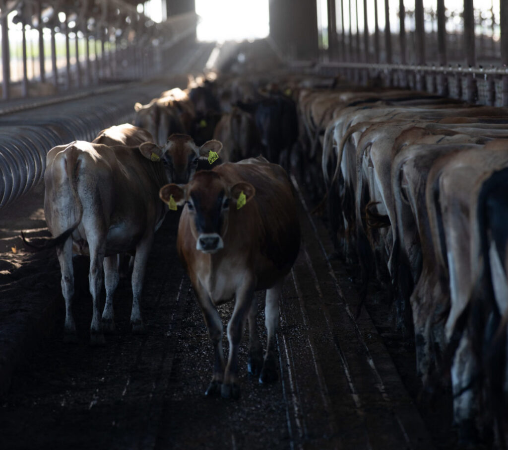 What does a successful reproduction program look like? - VAS