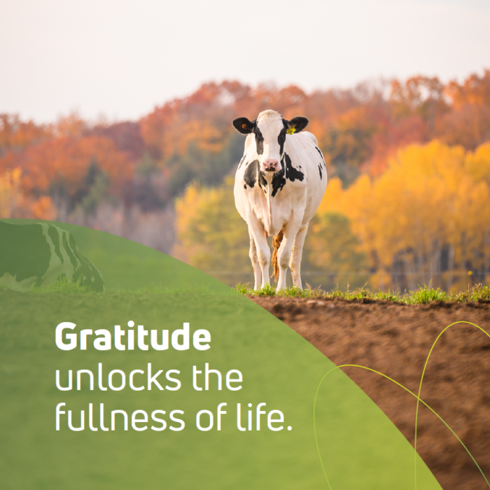 Contact Support - VAS