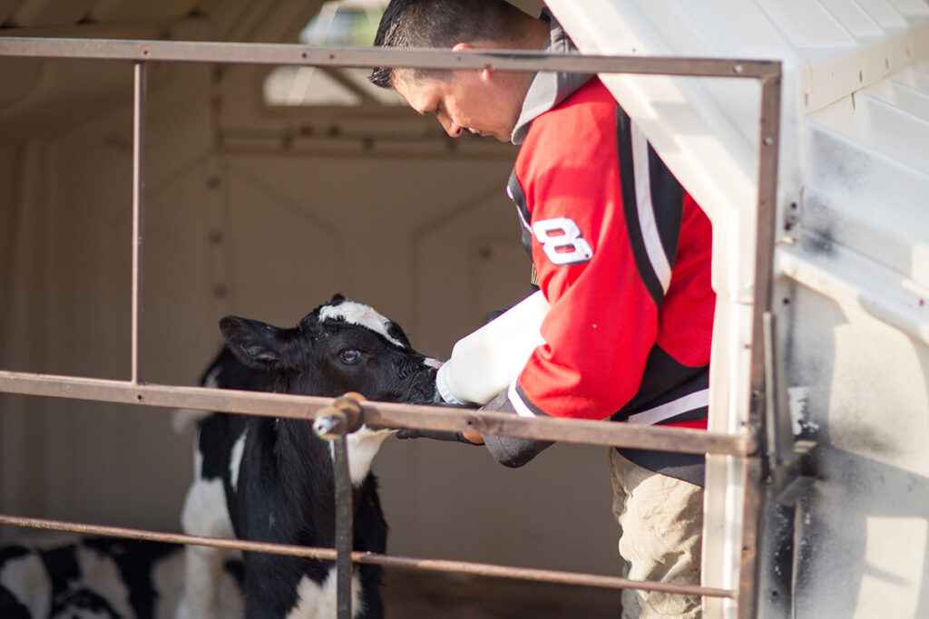 Are you capturing the full genetic potential of your calves? - VAS